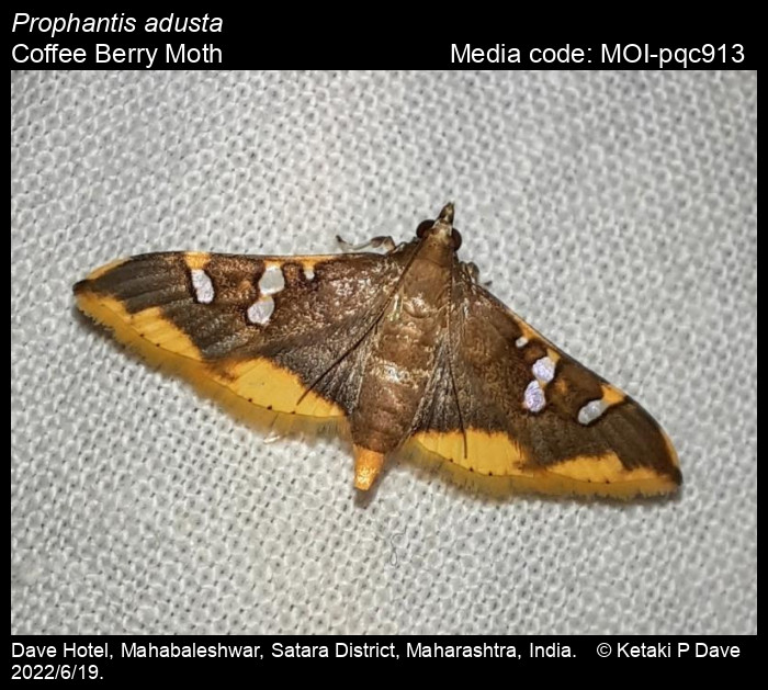 Prophantis adusta Inoue,1986 - Coffee Berry Moth | Moths